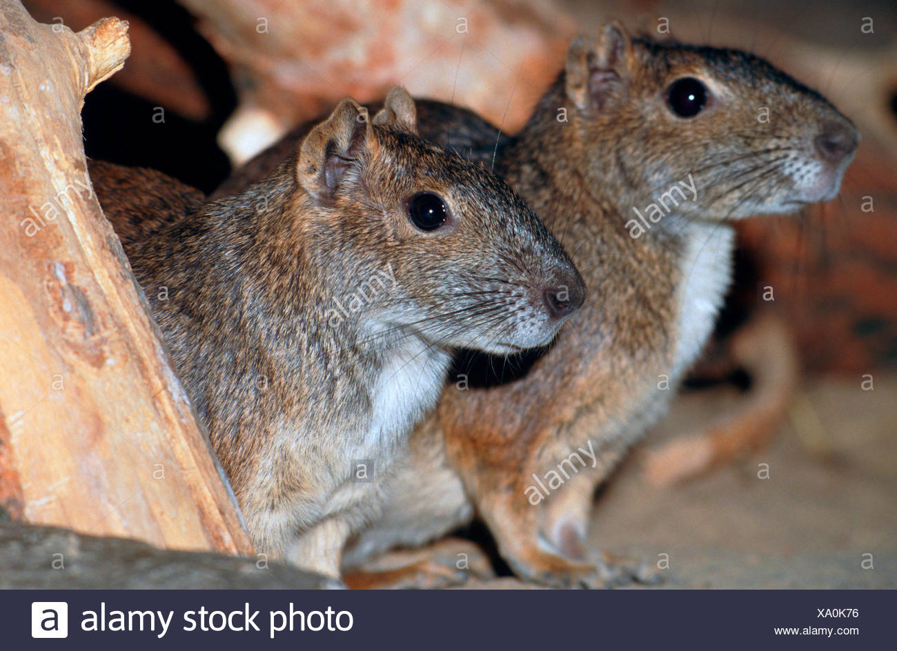 Mocos High Resolution Stock Photography and Images - Alamy
