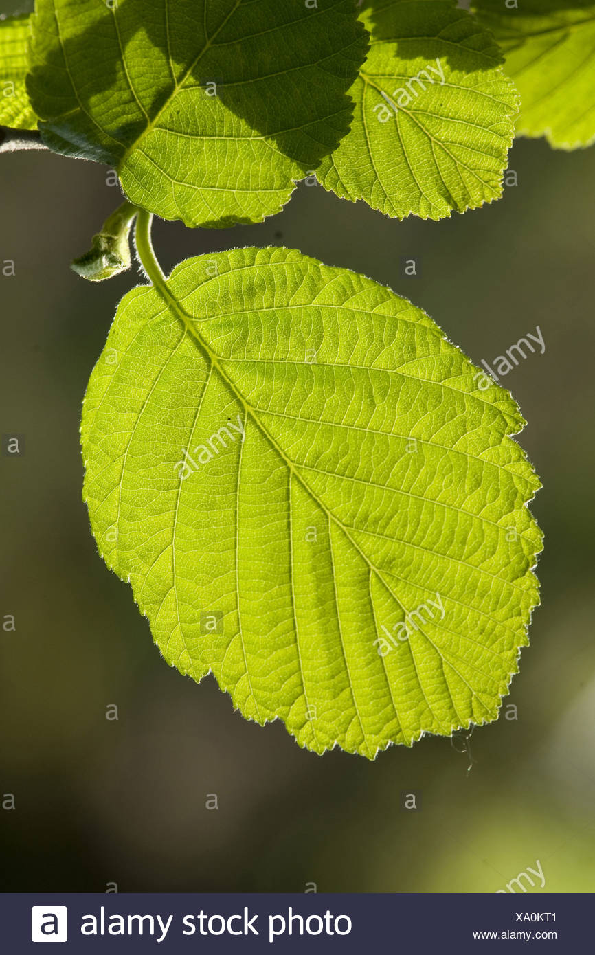 Young Alder Leaves High Resolution Stock Photography and Images - Alamy
