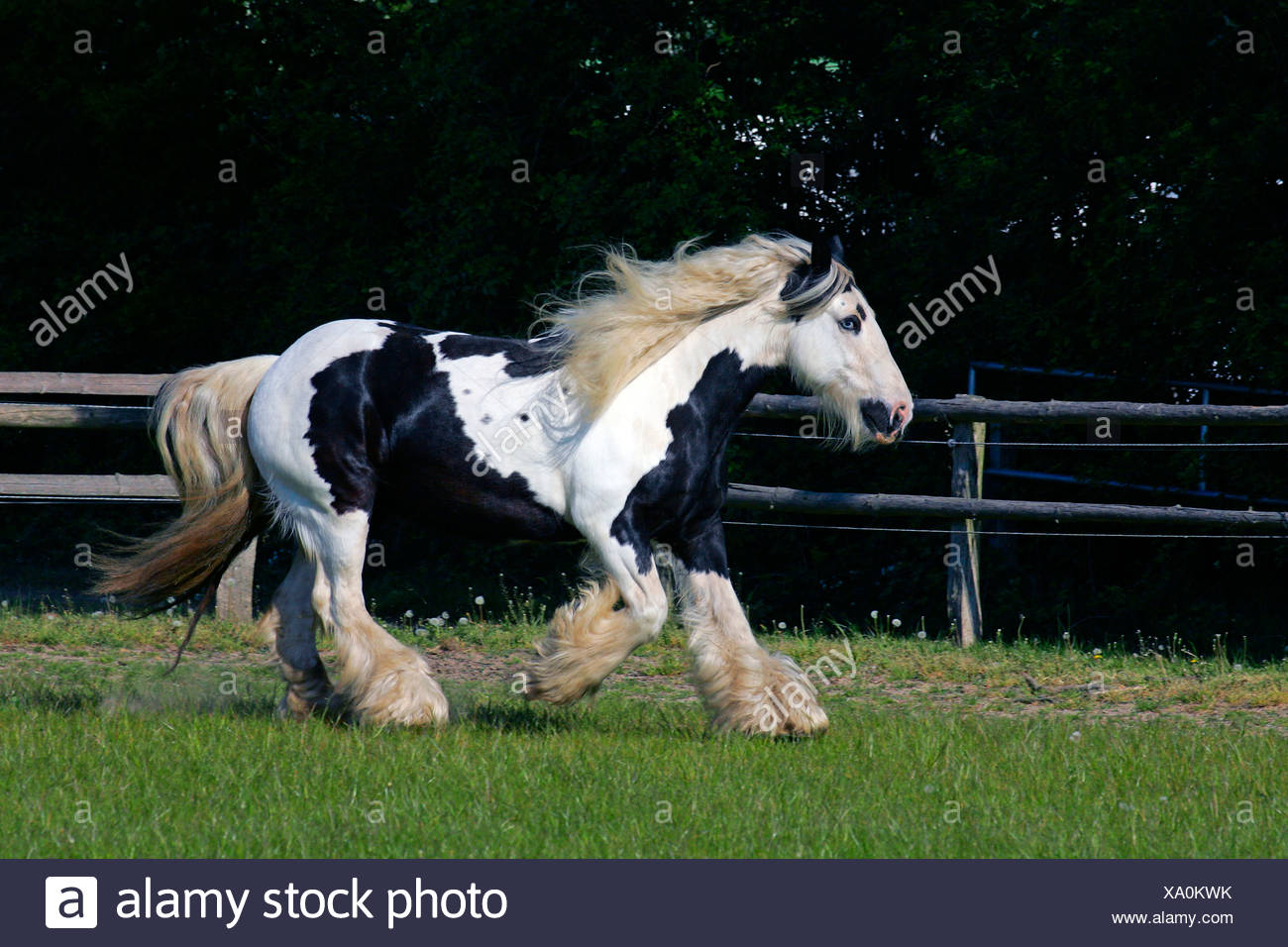 Irish Tinker High Resolution Stock Photography and Images - Alamy