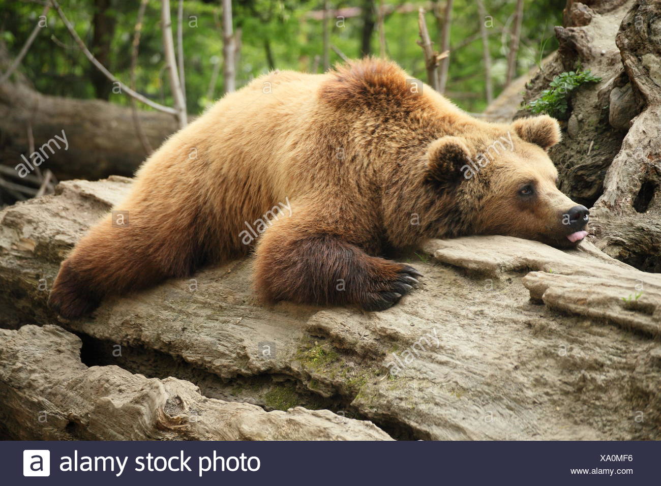 Braun Baer High Resolution Stock Photography and Images - Alamy