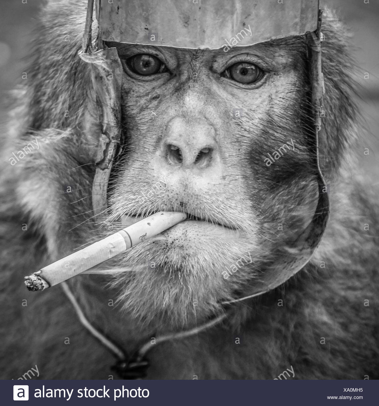 Smoking Monkey High Resolution Stock Photography and Images - Alamy