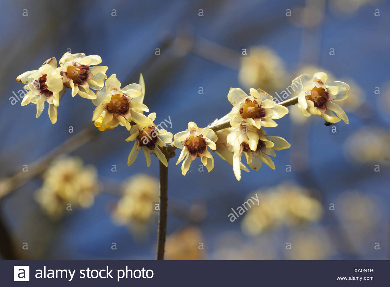 Wintersweet Chimonanthus Praecox Stock Photos & Wintersweet ...