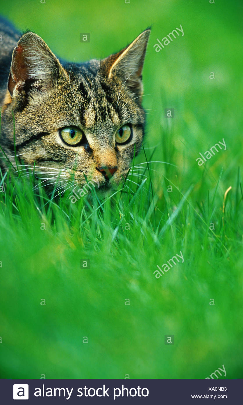 Cat Prowling Domestic Stock Photos & Cat Prowling Domestic Stock Images ...