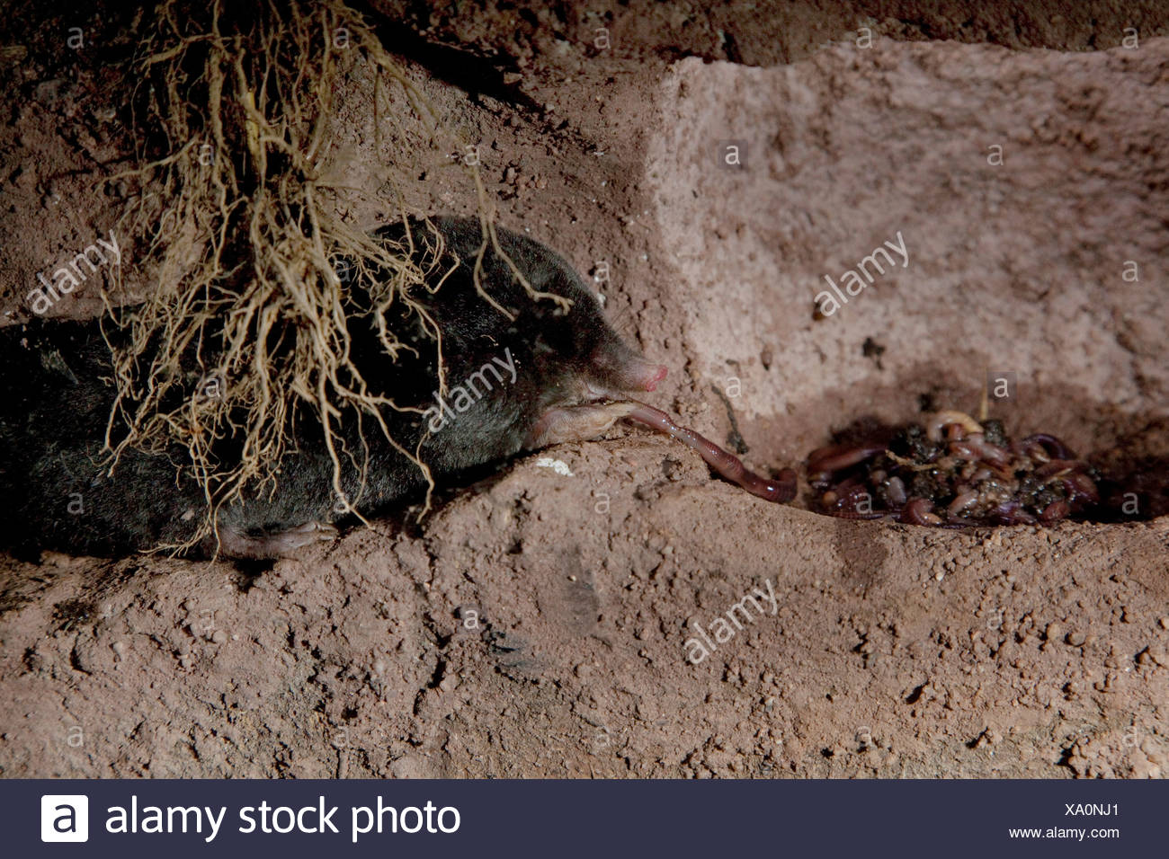 Mole Tunnel High Resolution Stock Photography and Images - Alamy