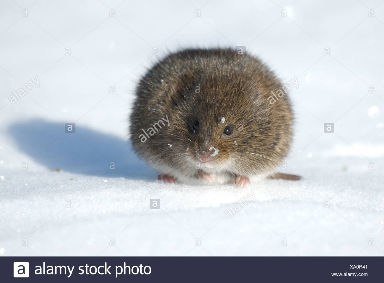 Microtus Pennsylvanicus Stock Photos & Microtus Pennsylvanicus Stock ...