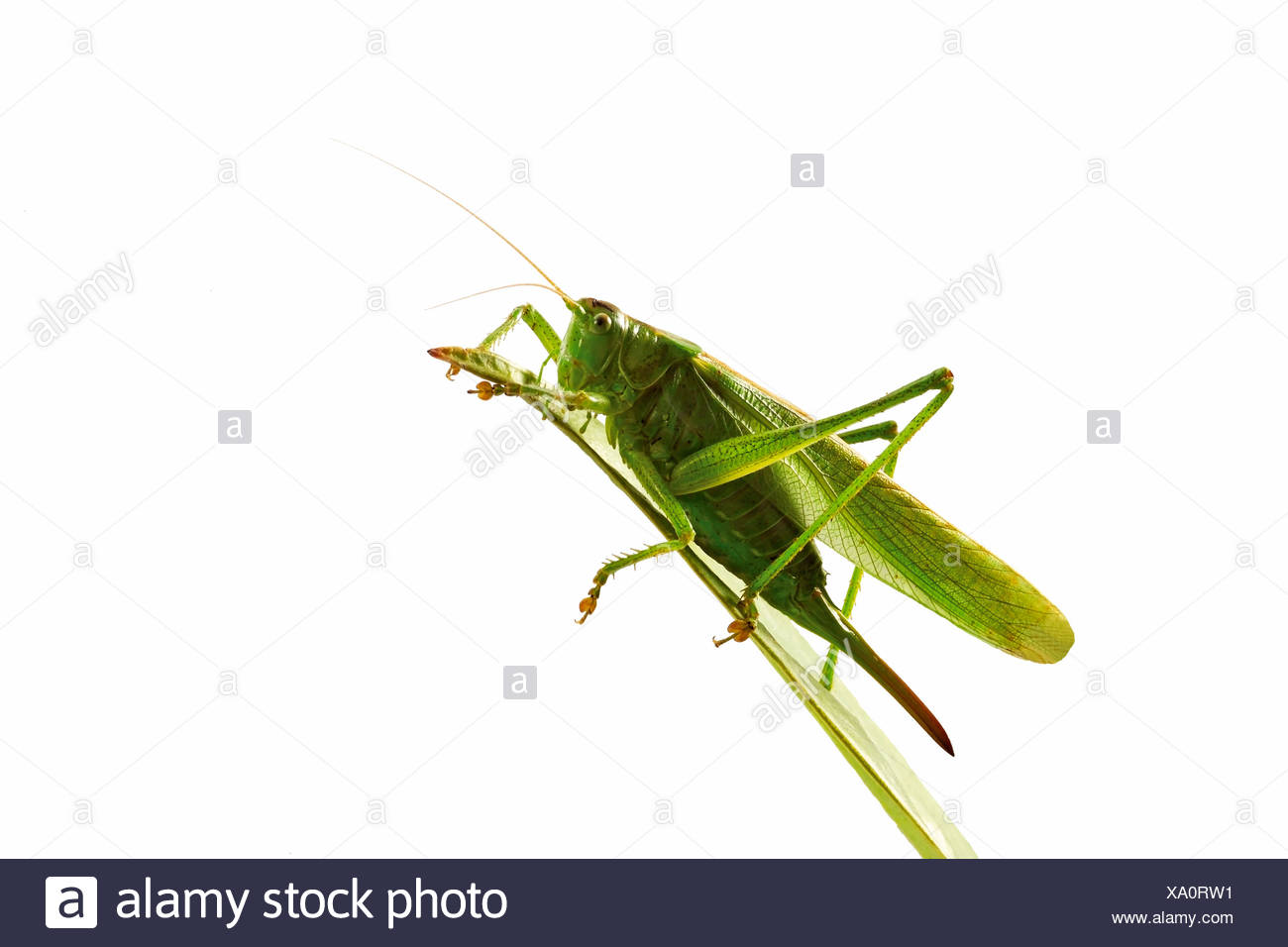 Grasshopper Side View High Resolution Stock Photography and Images - Alamy