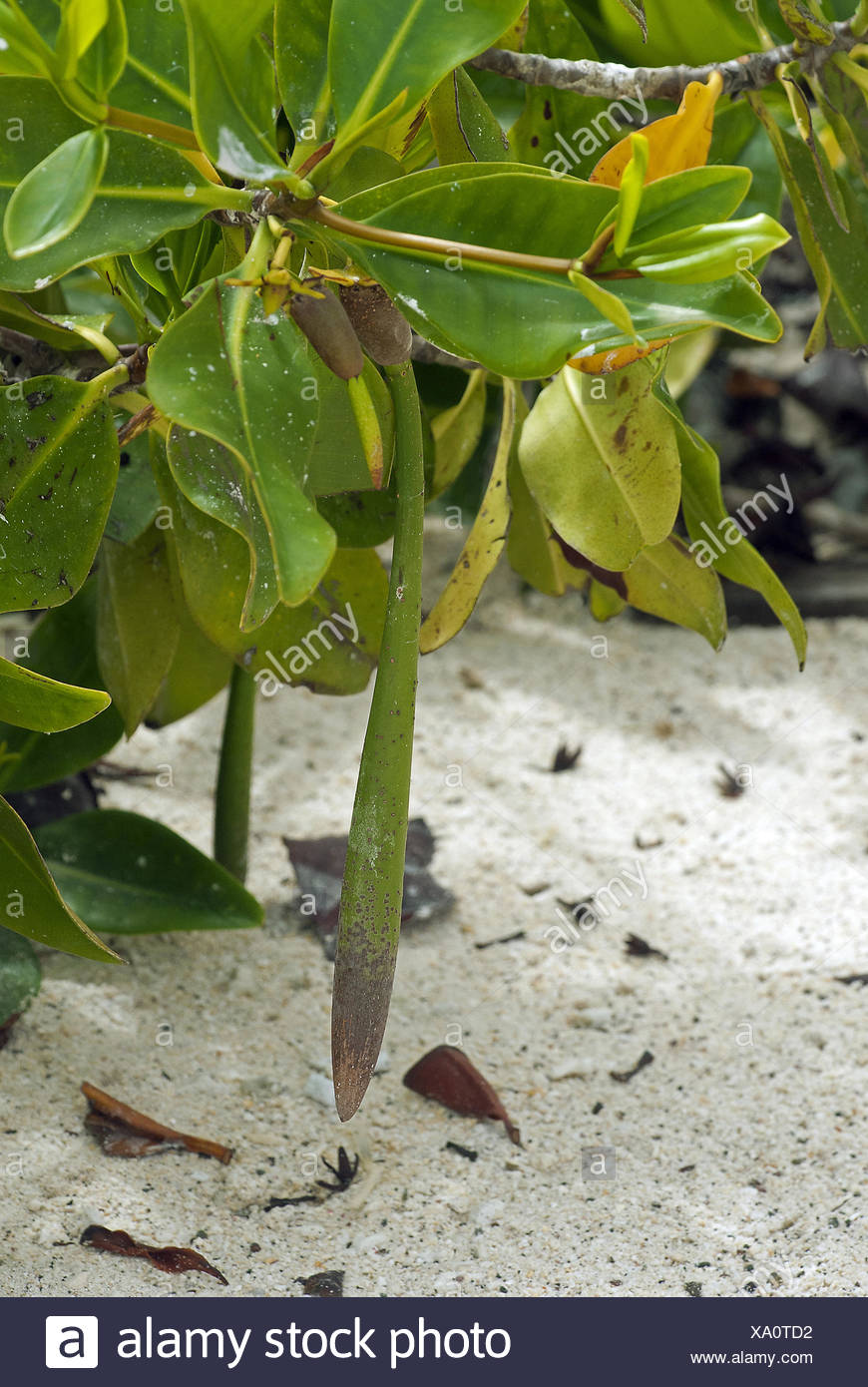 Mangrove Seeds High Resolution Stock Photography and Images - Alamy