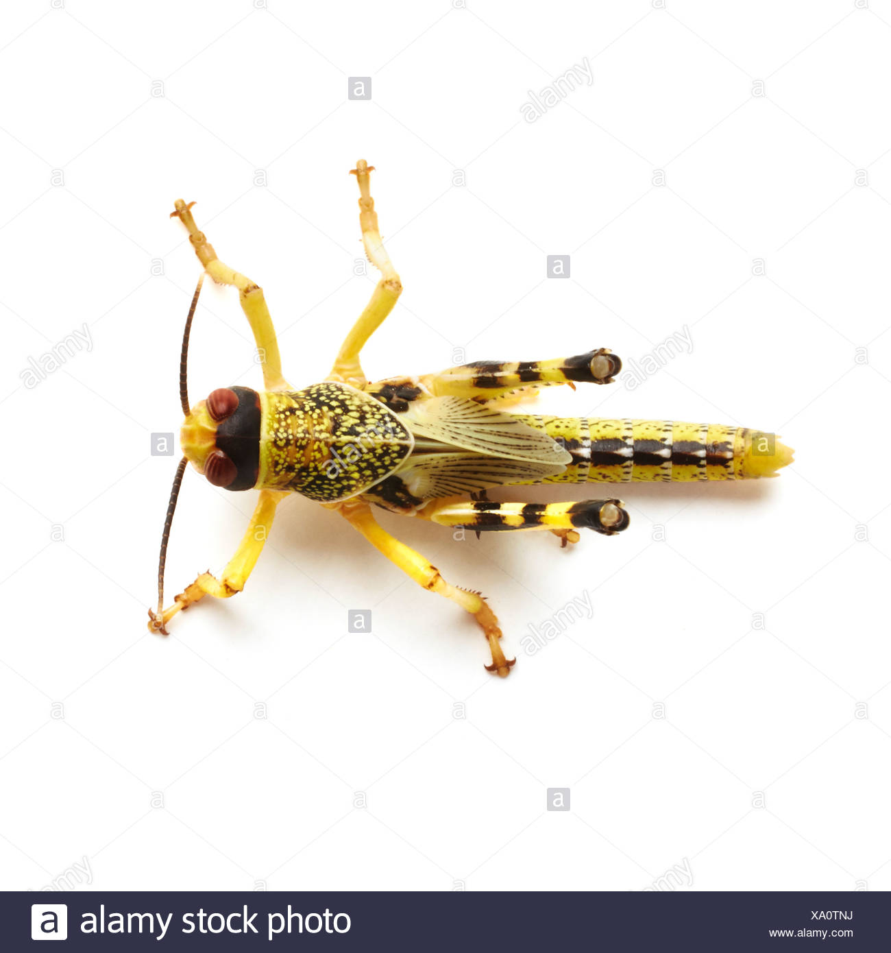 Plague Locust Stock Photos & Plague Locust Stock Images - Alamy