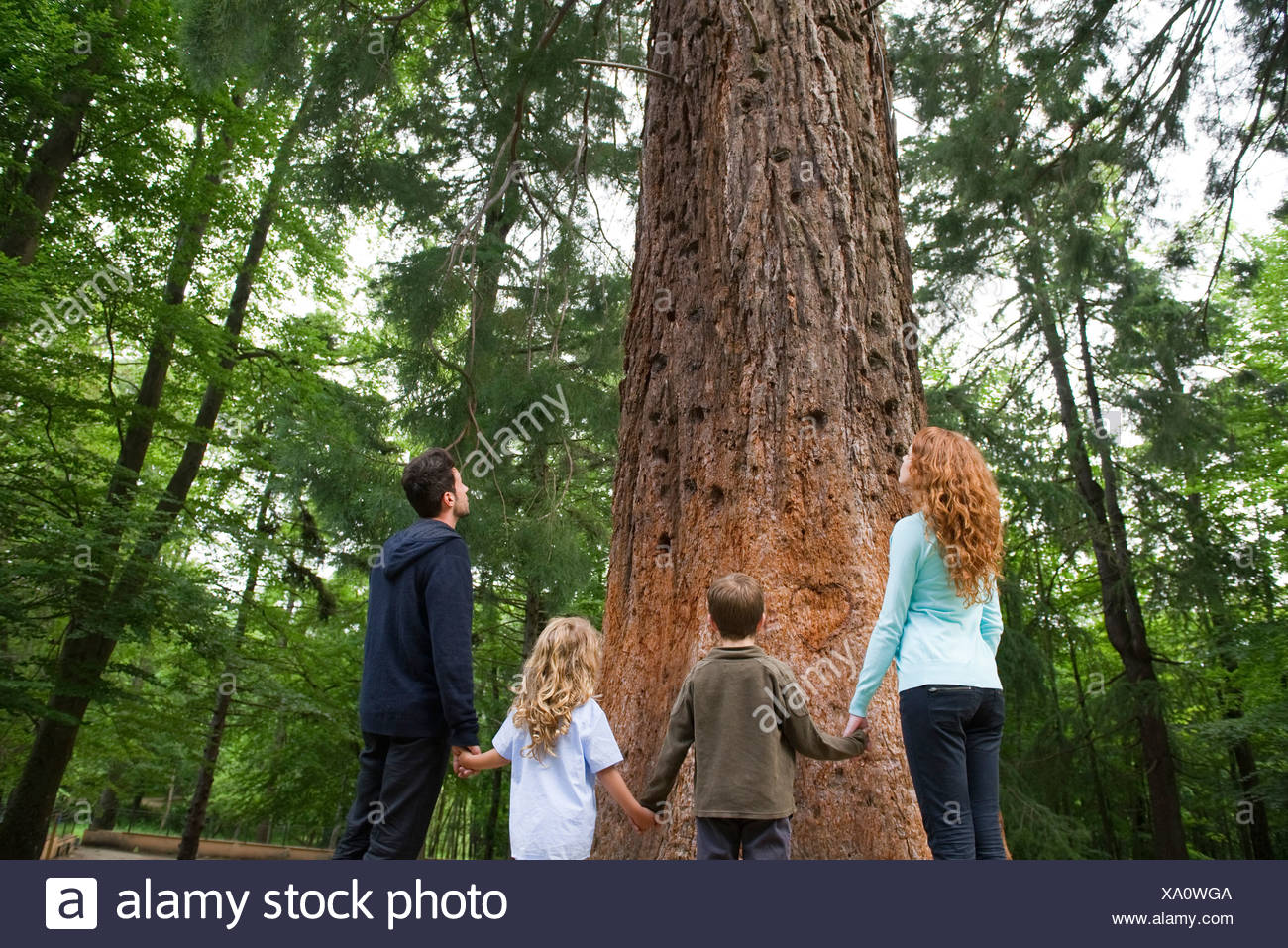 Tall Standing Tree High Resolution Stock Photography and Images - Alamy