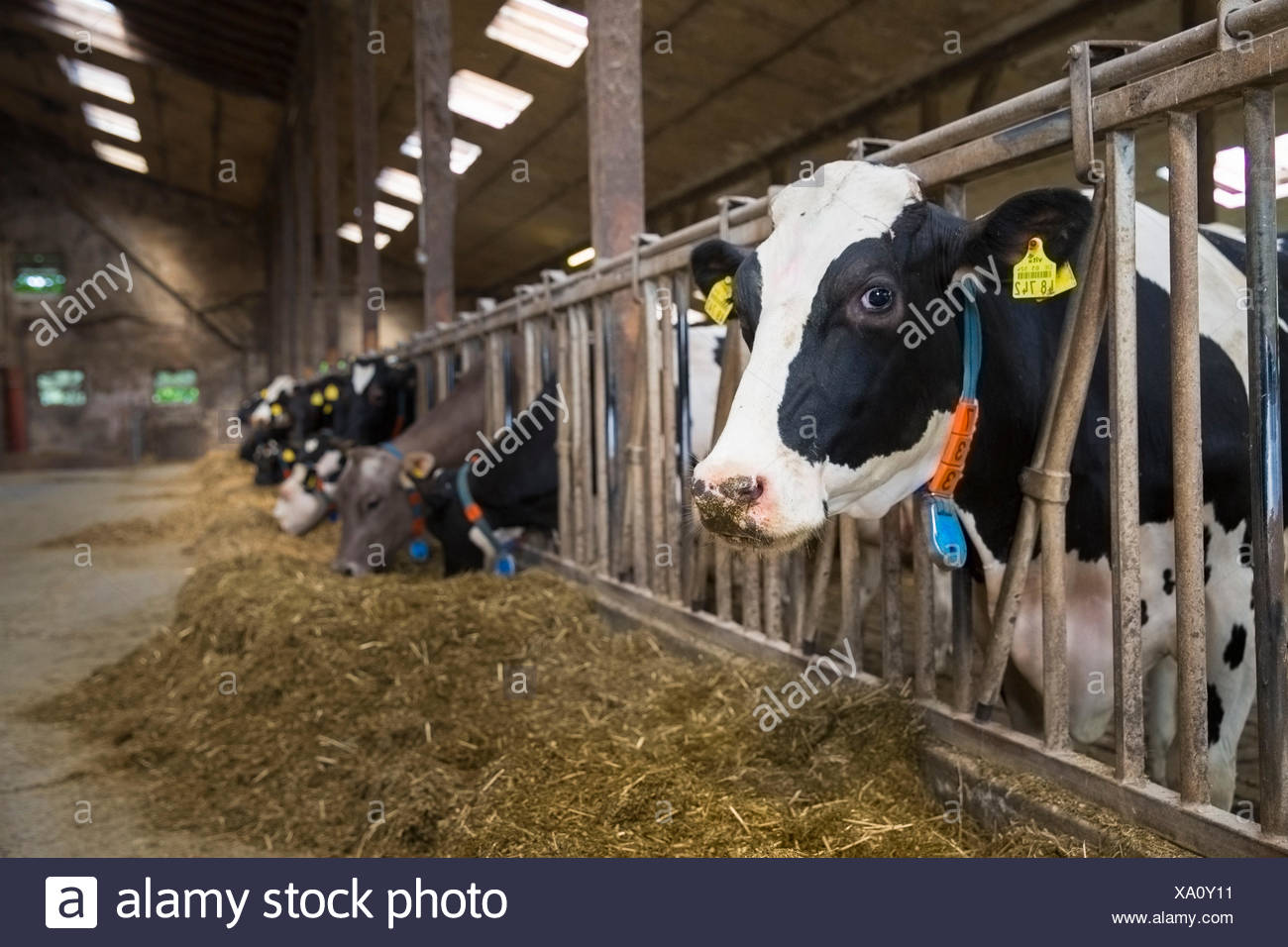 Cow In Cowshed High Resolution Stock Photography and Images - Alamy