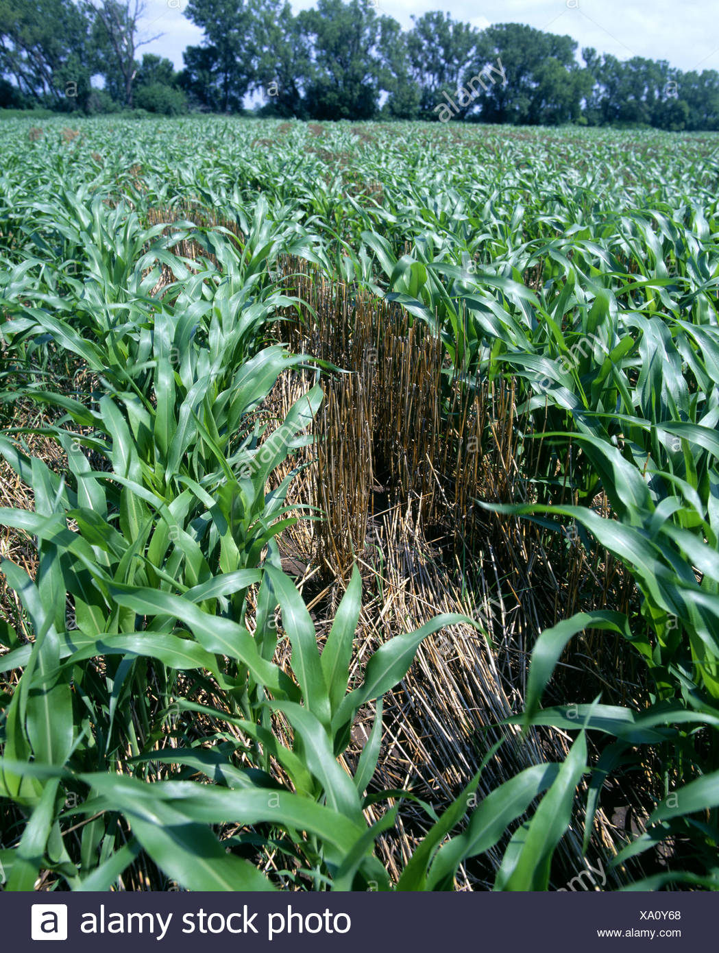 Milo Field Crops High Resolution Stock Photography and Images - Alamy