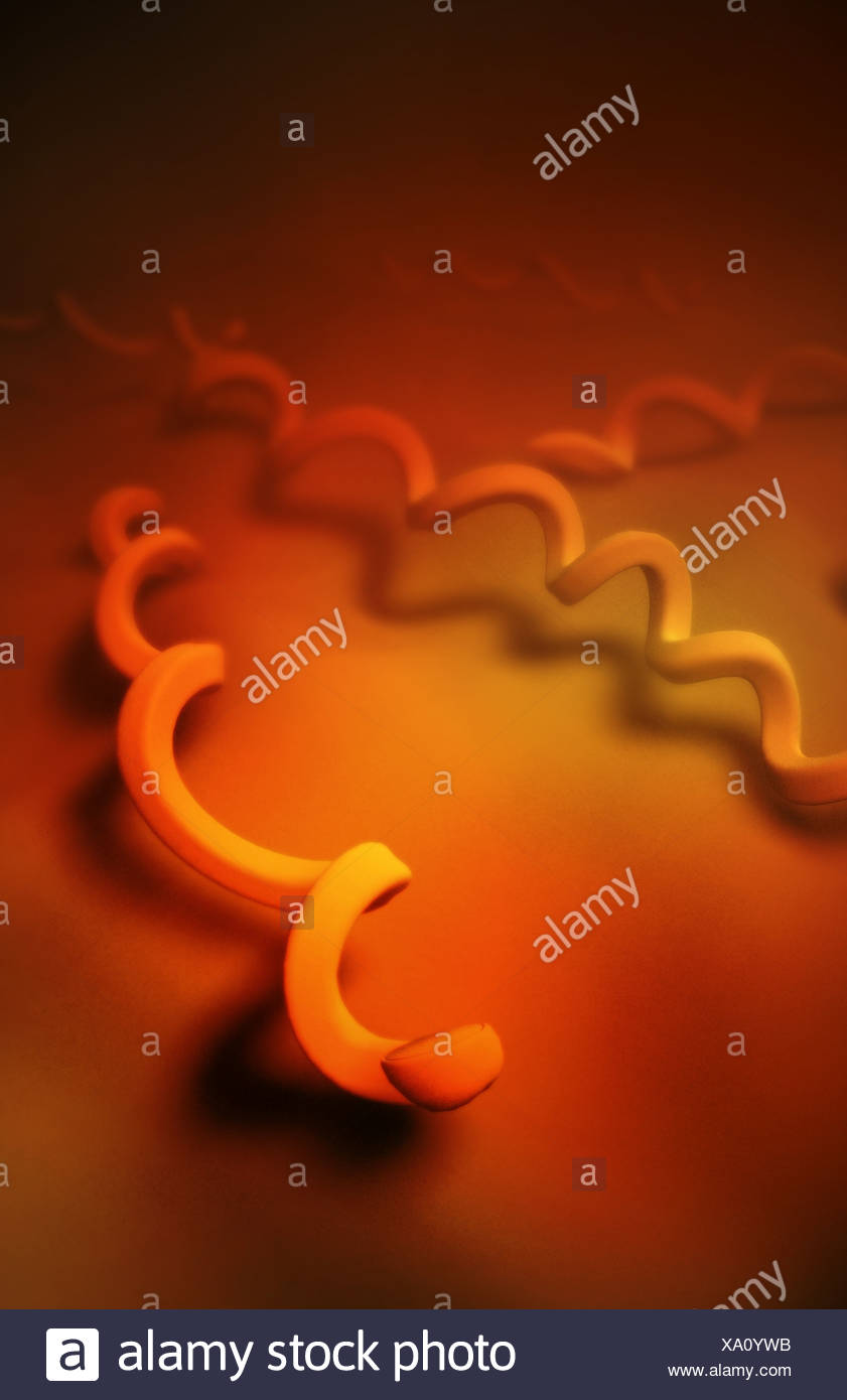 Treponema Pallidum Bacteria High Resolution Stock Photography and ...