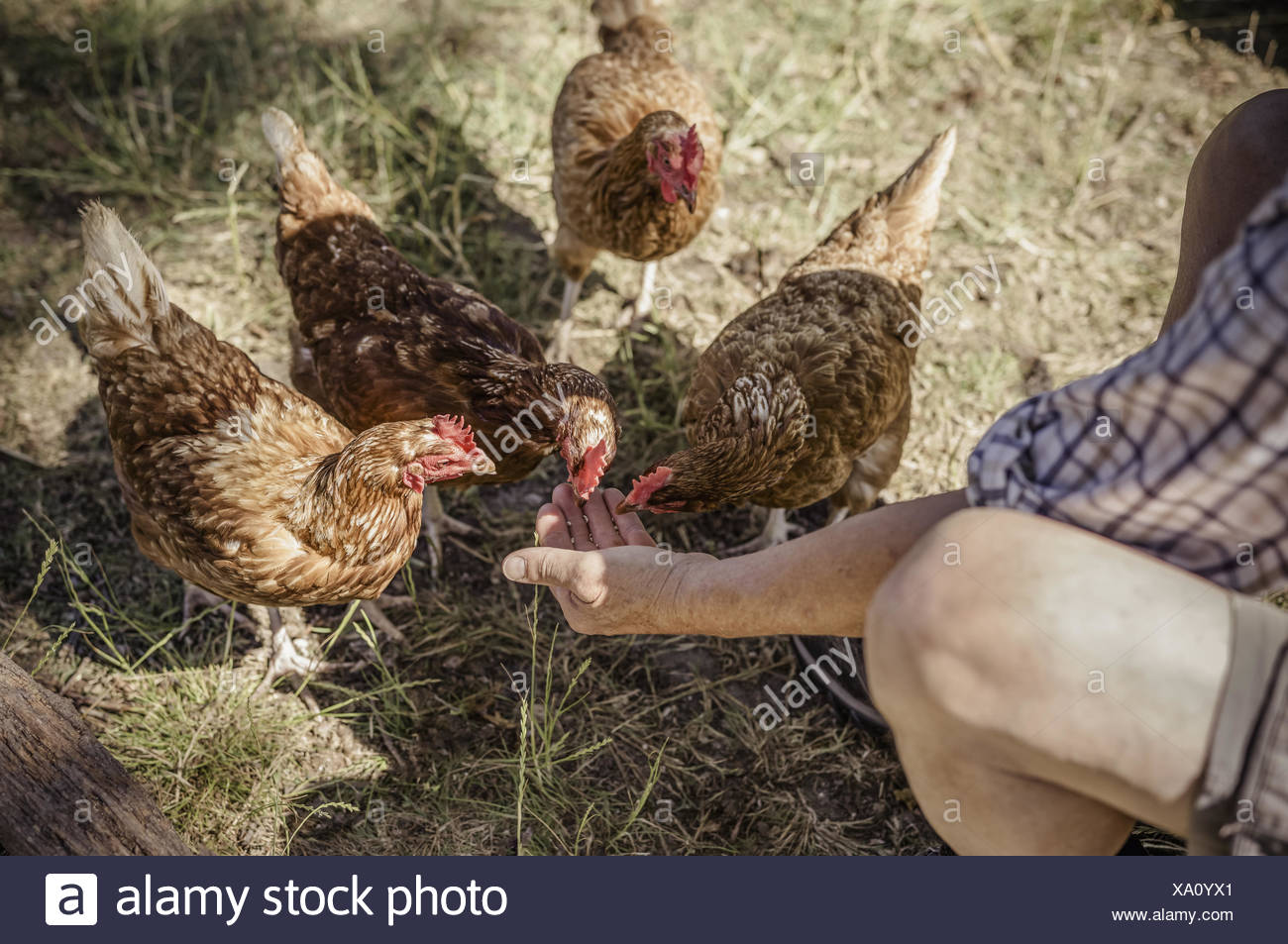Man Feeding Chickens Outdoors High Resolution Stock Photography and ...