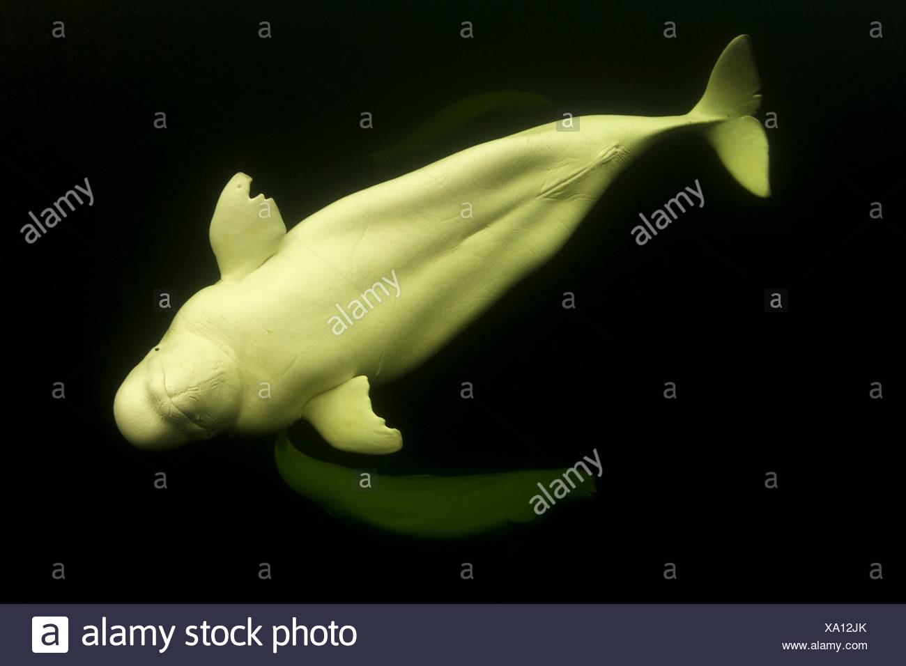 Beluga Whales High Resolution Stock Photography and Images - Alamy