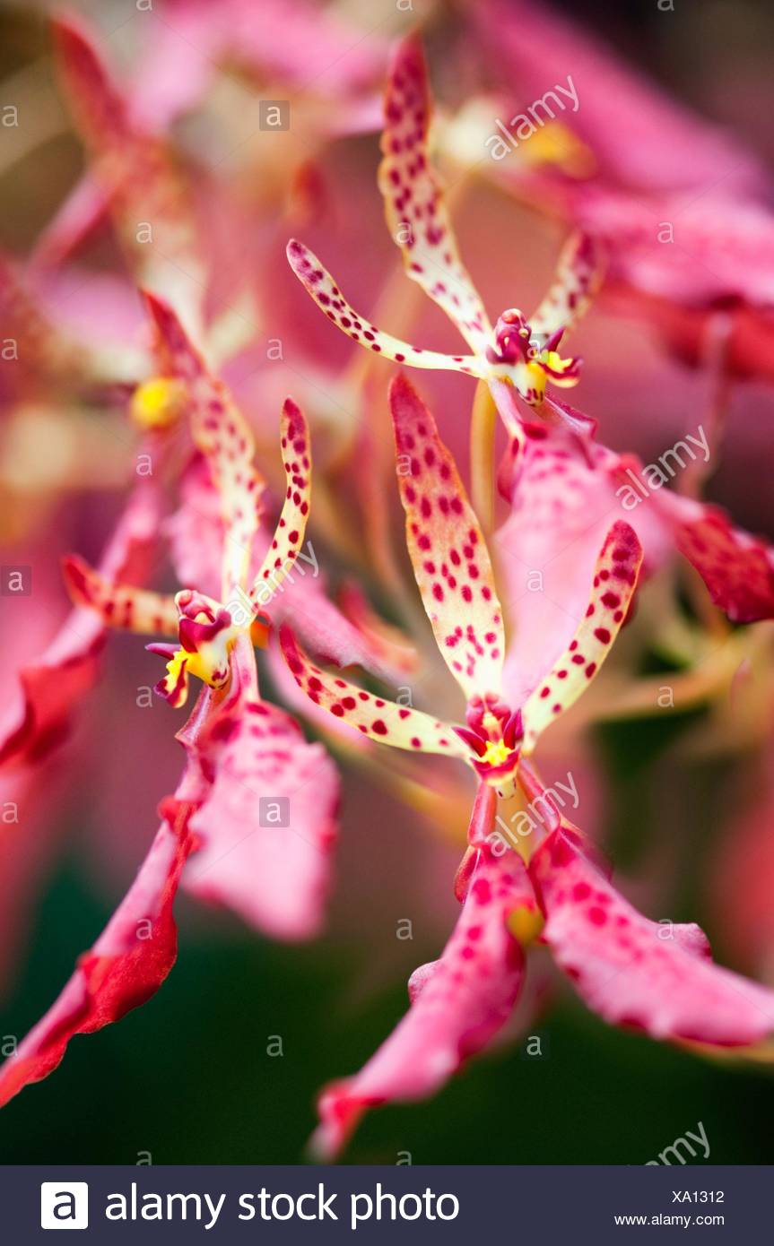 Renanthera High Resolution Stock Photography and Images - Alamy