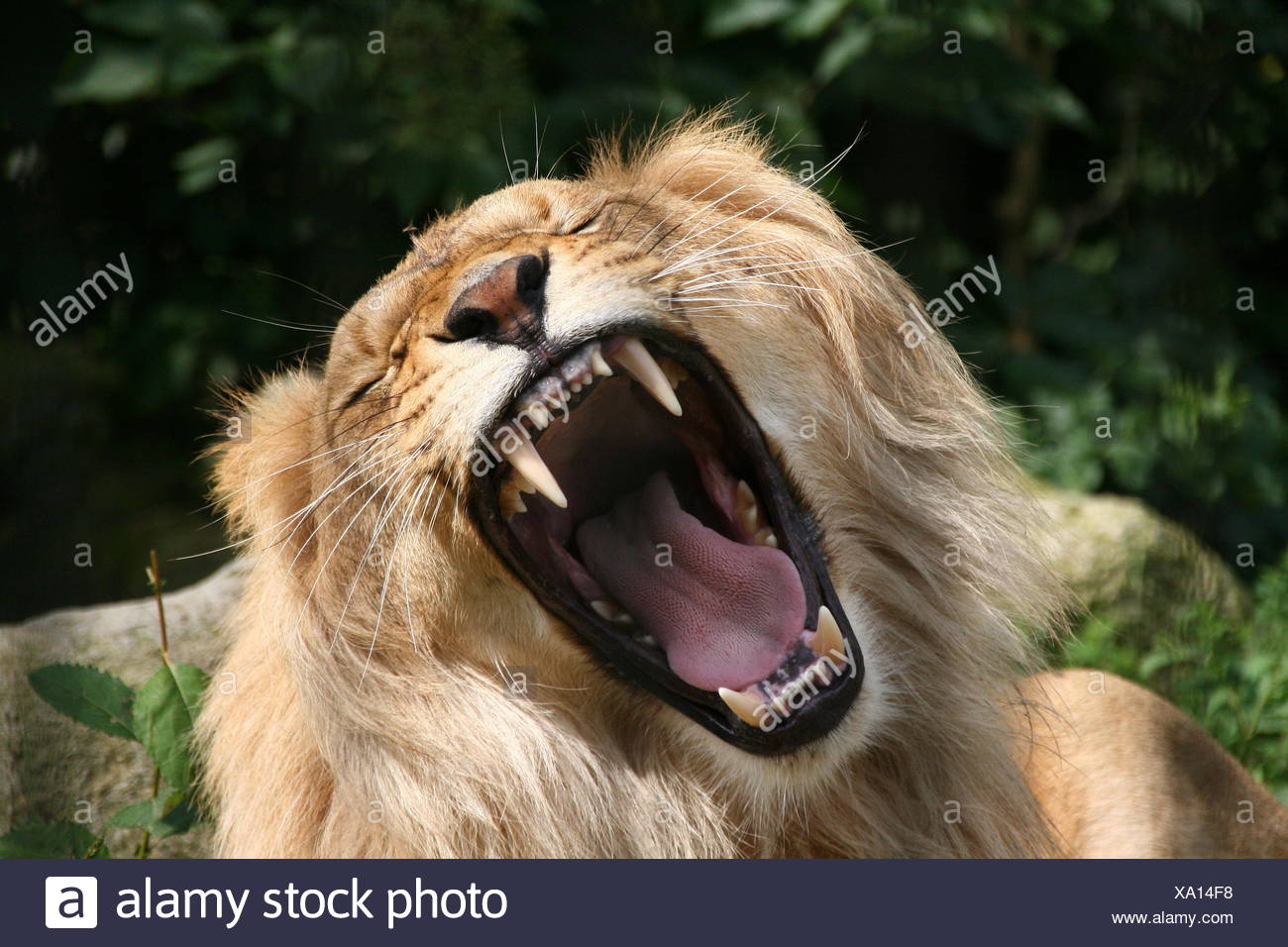 Lion Teeth High Resolution Stock Photography and Images - Alamy