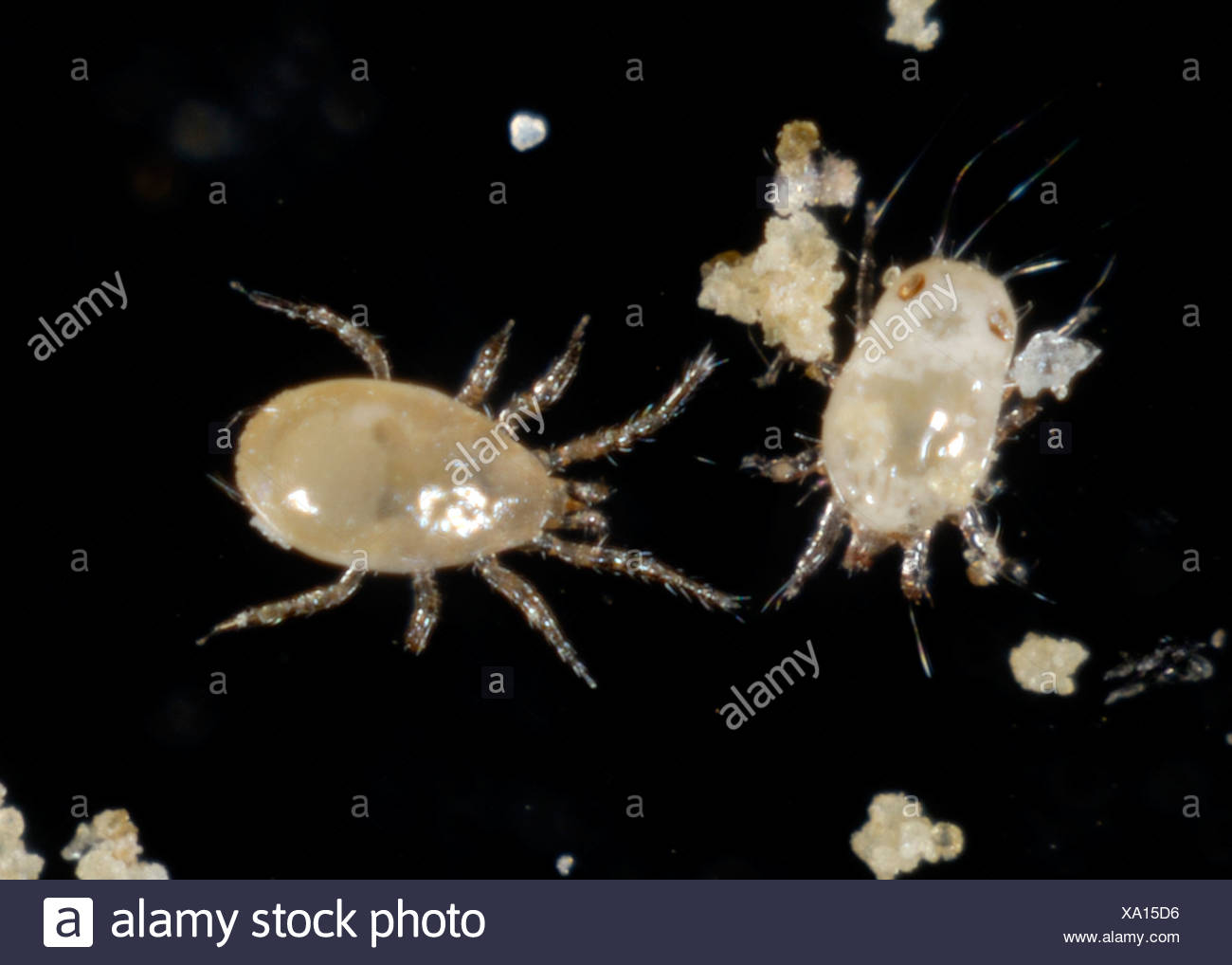 Predatory Mite High Resolution Stock Photography and Images - Alamy