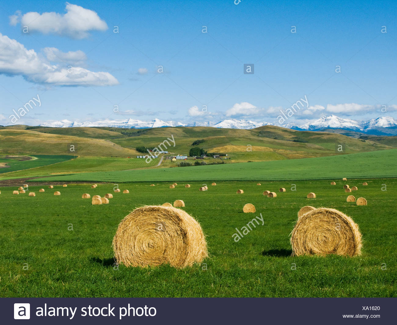 Hay Bales On In Fields High Resolution Stock Photography and Images - Alamy