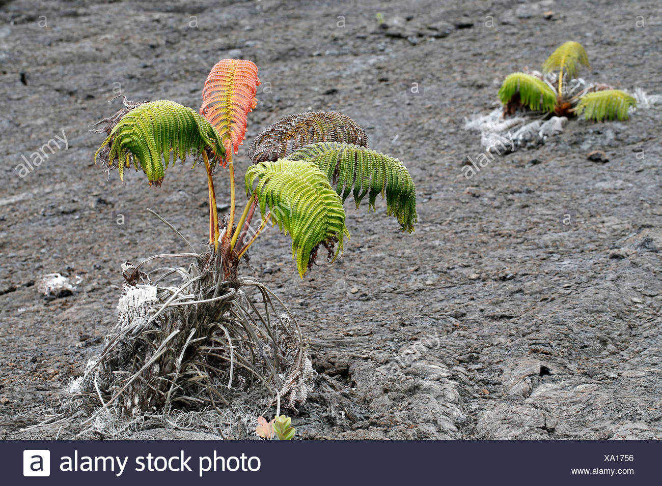 Cyatheoides High Resolution Stock Photography and Images - Alamy