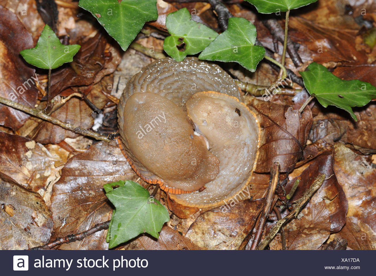 Slugs Mating High Resolution Stock Photography and Images - Alamy
