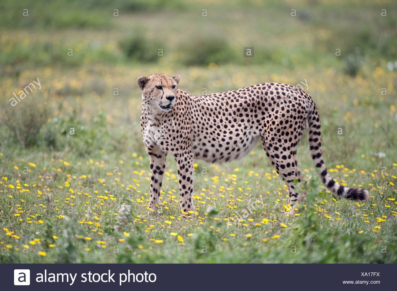 Cheetah At A Kill High Resolution Stock Photography and Images - Alamy