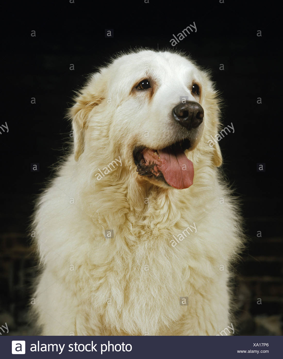 Tatra Mountains Shepherds Dog High Resolution Stock Photography and ...
