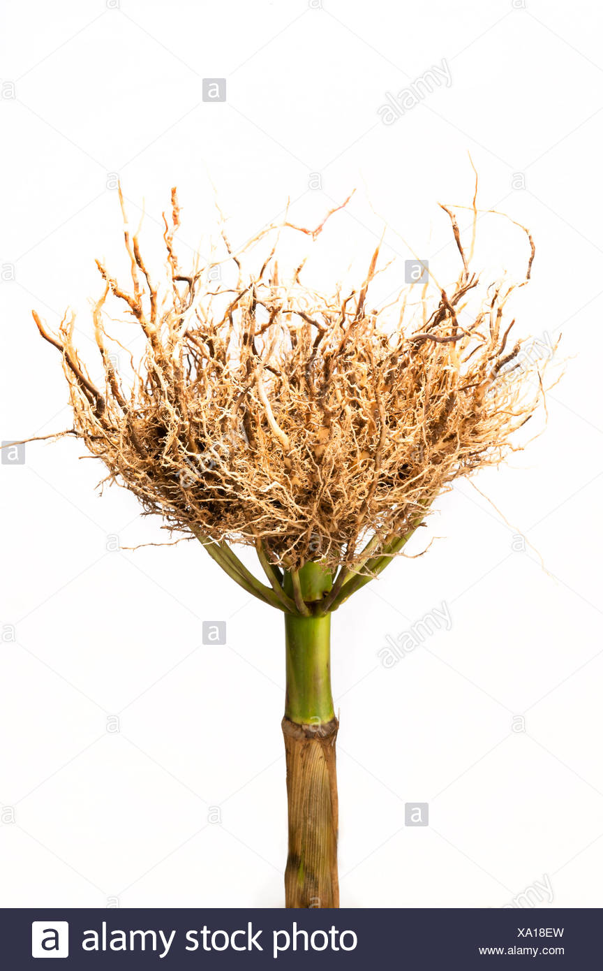 Corn Plant Roots High Resolution Stock Photography and Images - Alamy