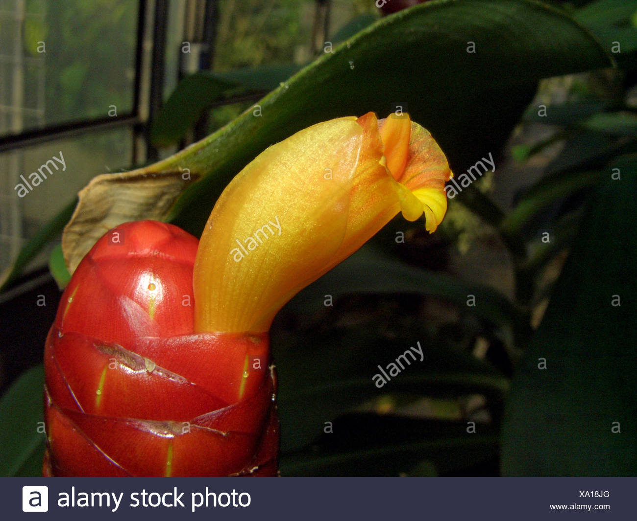 Ornamental Gingers High Resolution Stock Photography and Images - Alamy