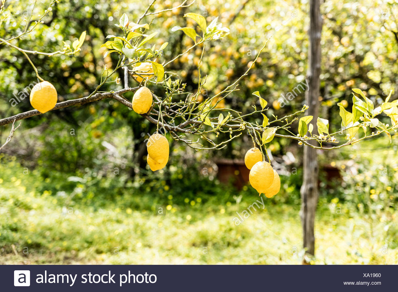 Sorrento Lemons Stock Photos & Sorrento Lemons Stock Images - Alamy