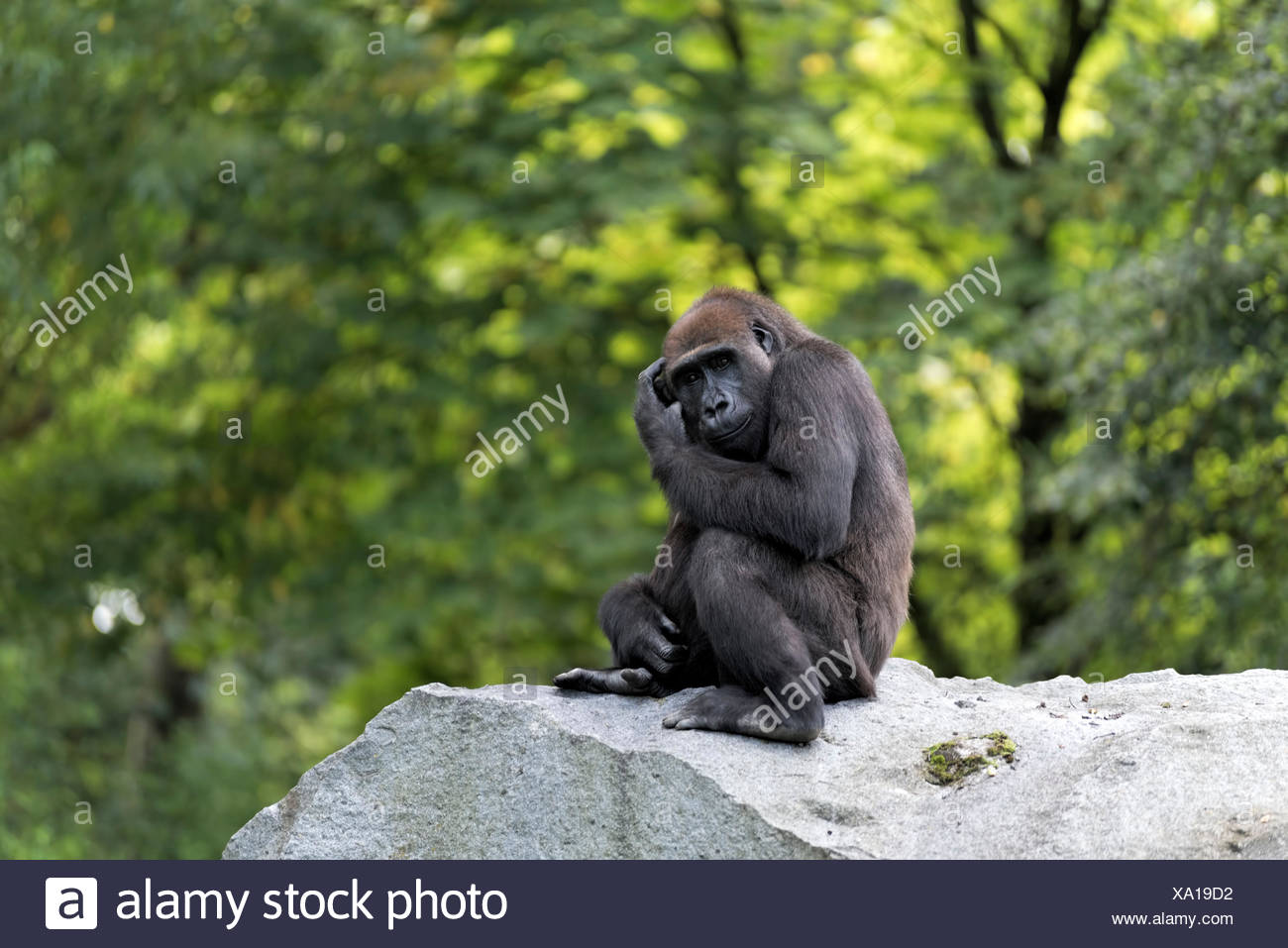 Scratches Animal High Resolution Stock Photography and Images - Alamy