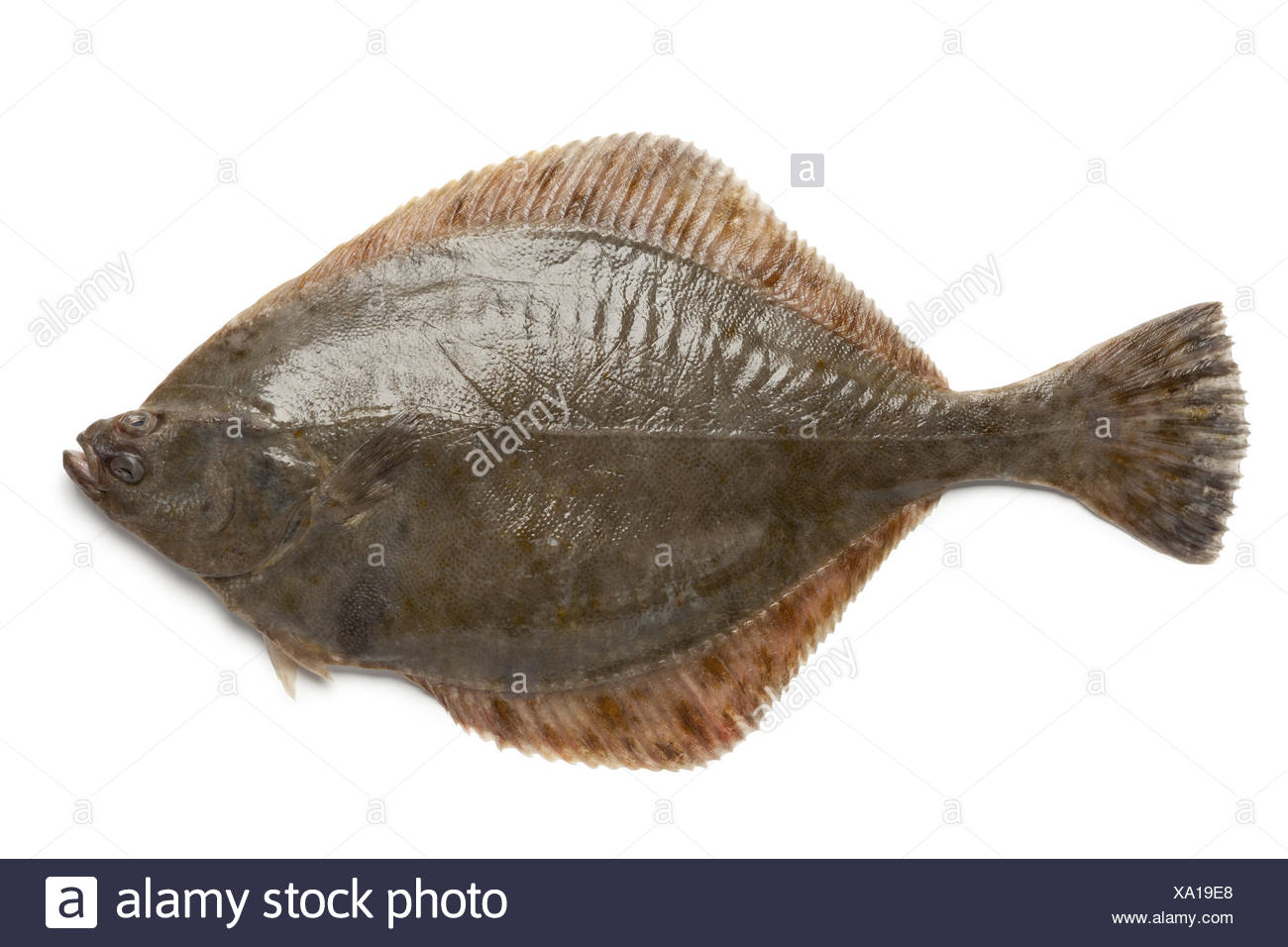 European Flounder High Resolution Stock Photography and Images - Alamy