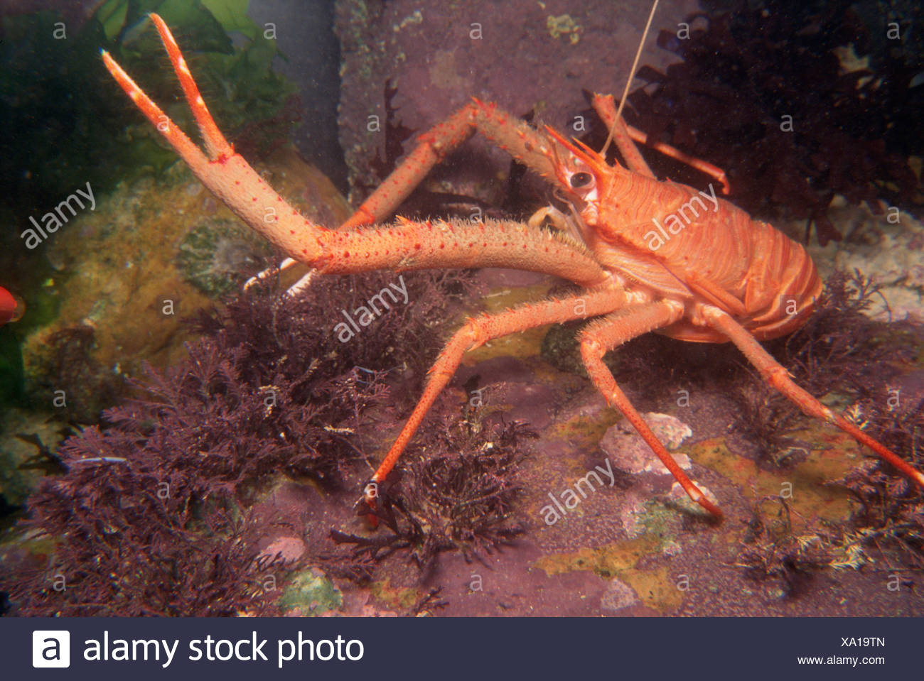 Long Clawed Squat Lobster High Resolution Stock Photography and Images ...