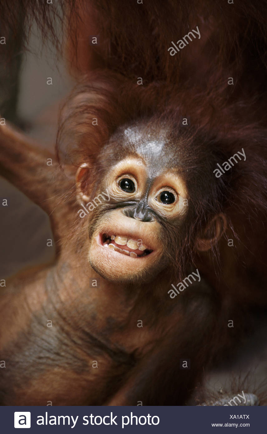 Orangutan Smiling Stock Photos & Orangutan Smiling Stock Images - Alamy