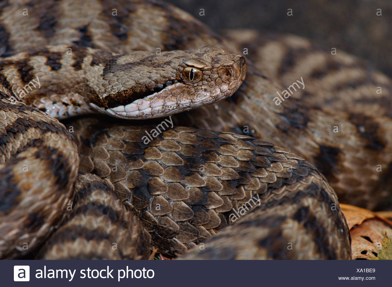 Asp Viper Vipera Aspis High Resolution Stock Photography and Images - Alamy