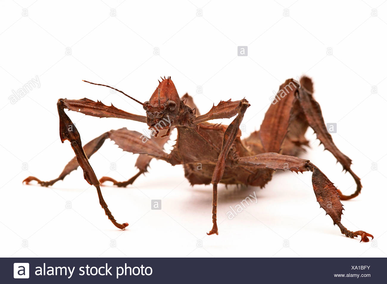 Australian Giant Prickly Stick Insect High Resolution Stock Photography ...