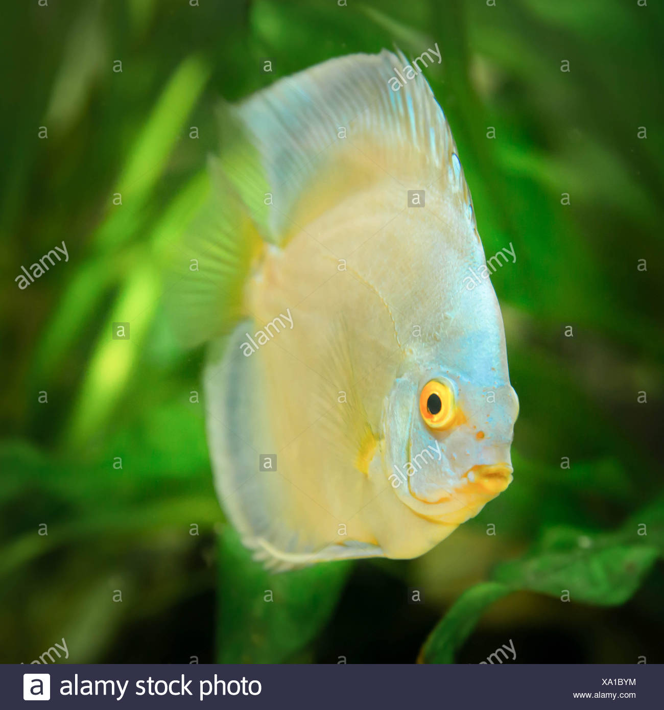 Süsswasserfisch Stock Photos & Süsswasserfisch Stock Images - Alamy