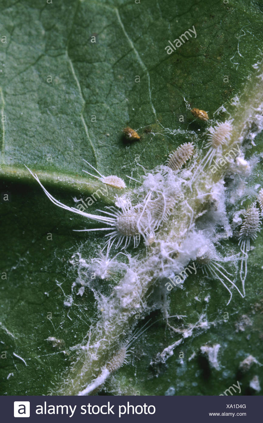 Pseudococcus Longispinus High Resolution Stock Photography and Images ...