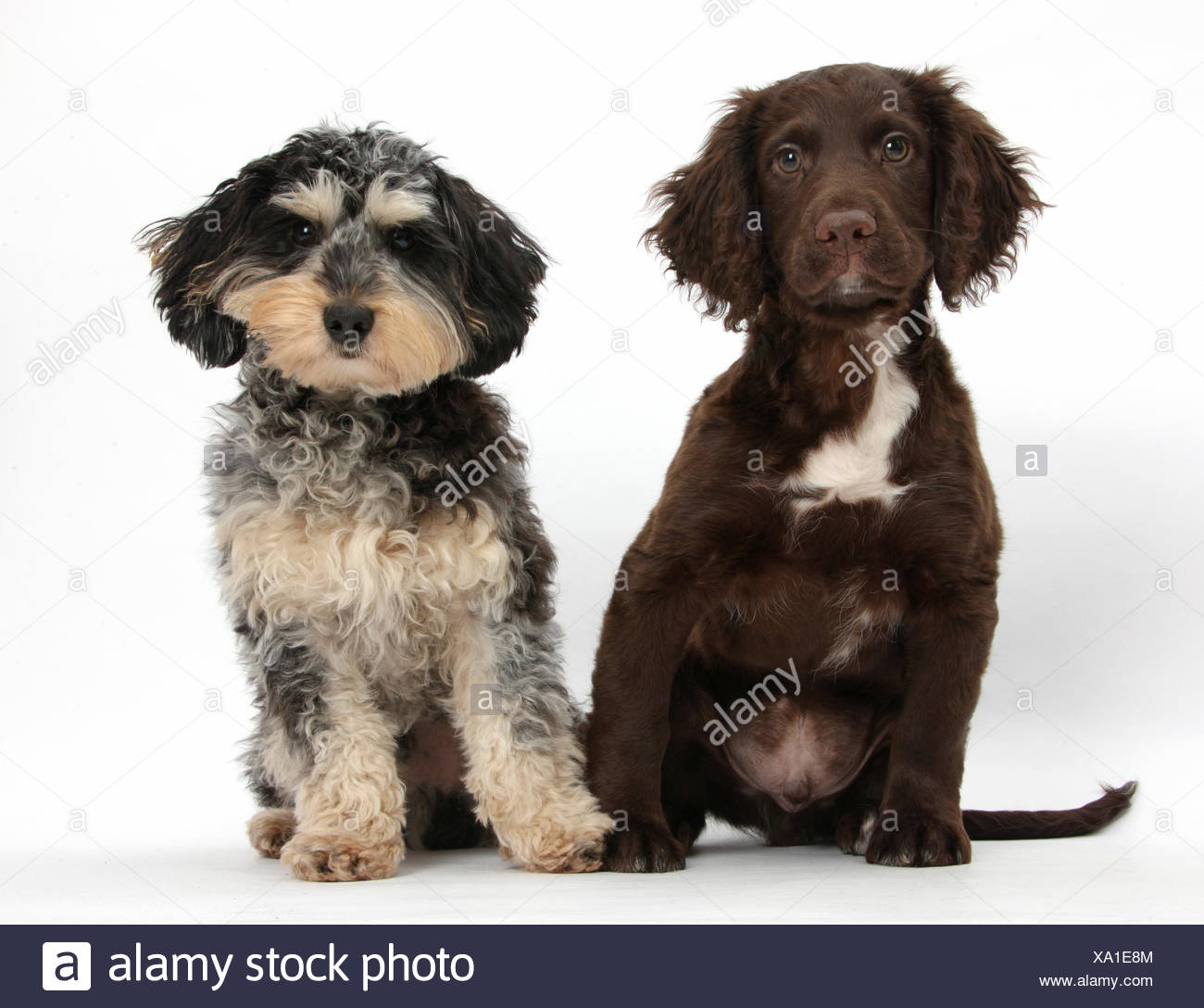 Chocolate Cocker Spaniel High Resolution Stock Photography and Images ...