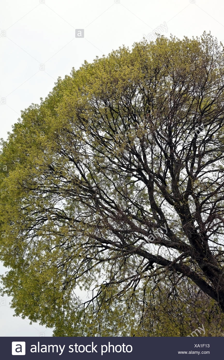 European Ash Tree High Resolution Stock Photography and Images - Alamy