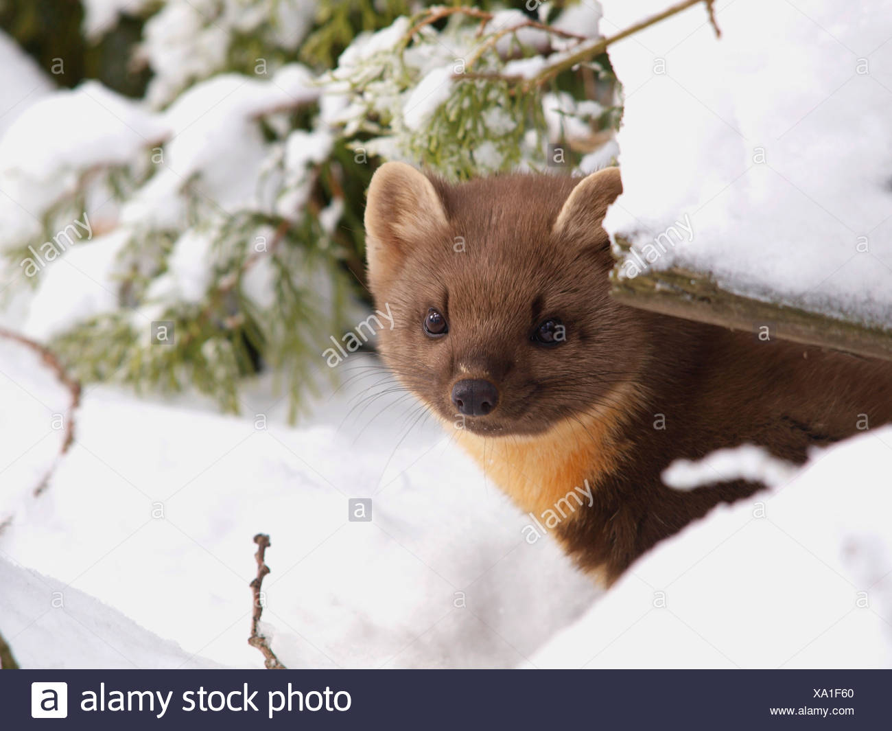 European Pine Marten Snow High Resolution Stock Photography and Images ...