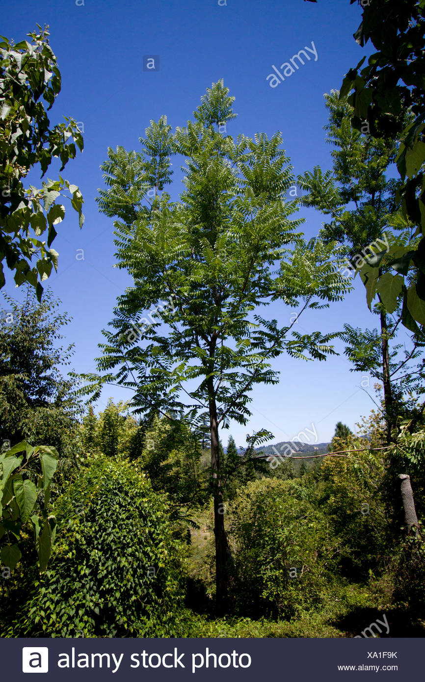 Toona Sinensis Stock Photos & Toona Sinensis Stock Images - Alamy