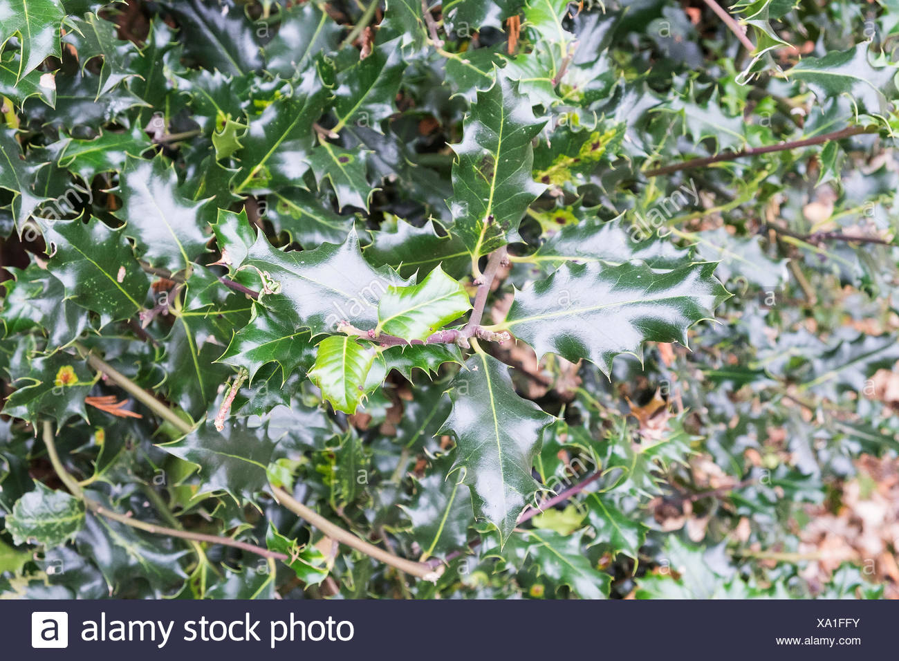 Plant With Sharp Leaves High Resolution Stock Photography and Images ...