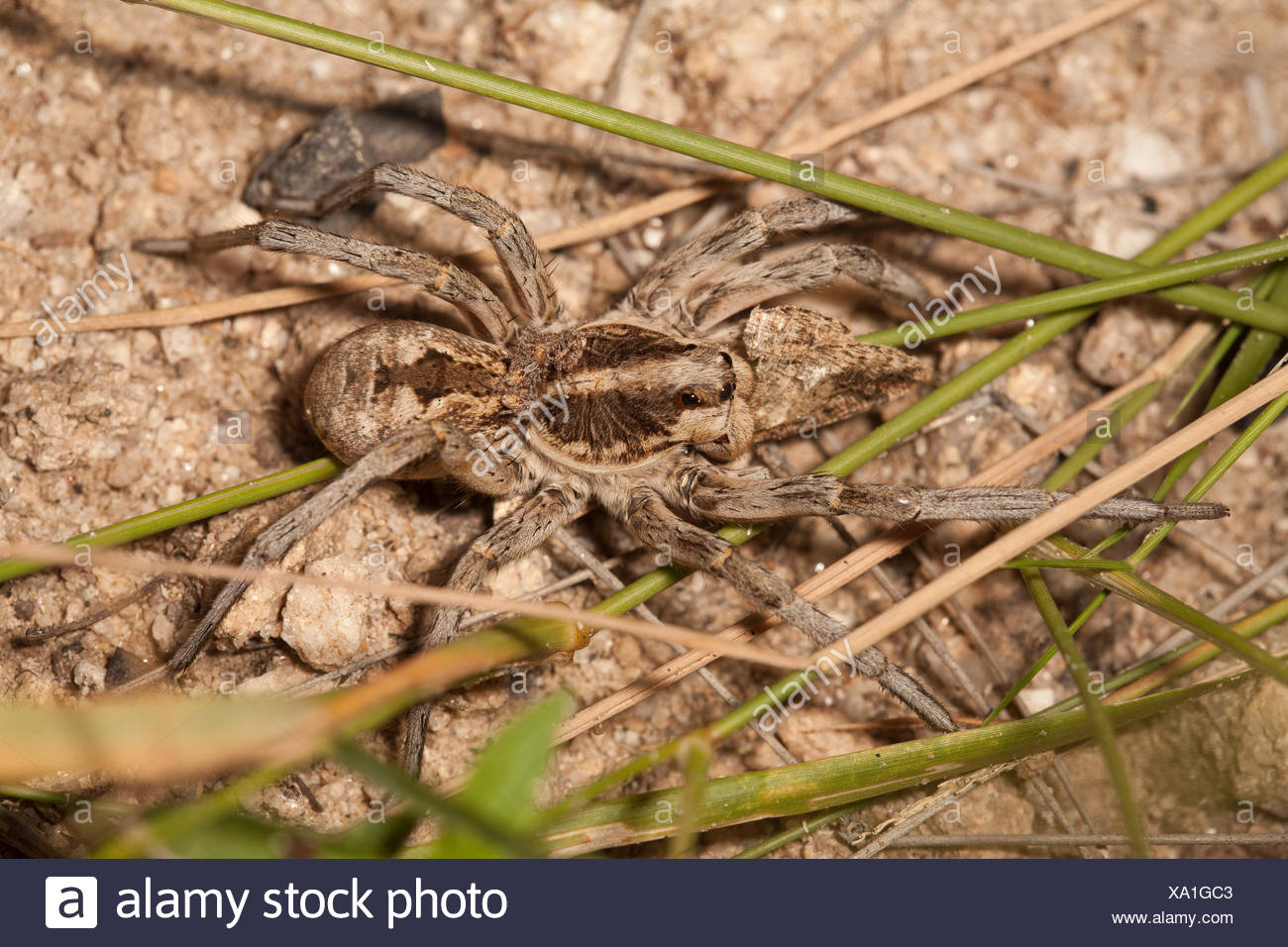 Arizona Wolf Spiders High Resolution Stock Photography and Images - Alamy