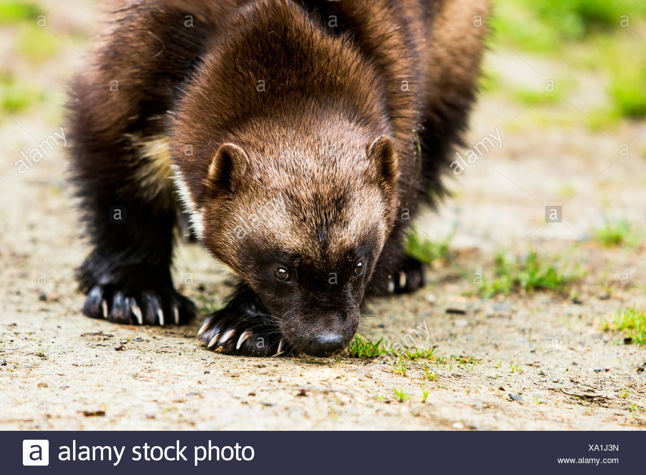 Sniff The Ground High Resolution Stock Photography and Images - Alamy