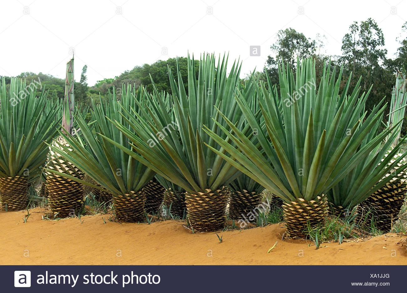 Sisal Plantation Stock Photos & Sisal Plantation Stock Images - Alamy