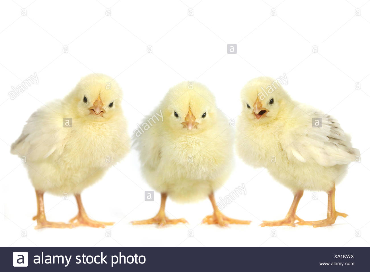 Angry Chicken High Resolution Stock Photography and Images - Alamy