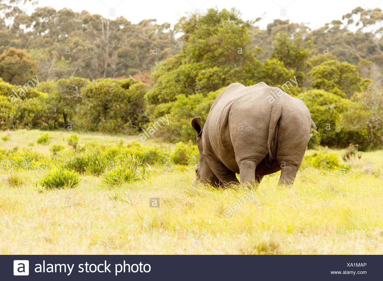 Backside Rhino High Resolution Stock Photography and Images - Alamy