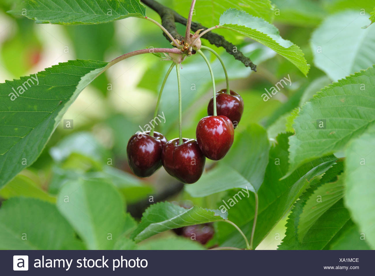 Wild Cherry Tree Prunus Avium Stock Photos & Wild Cherry Tree Prunus ...