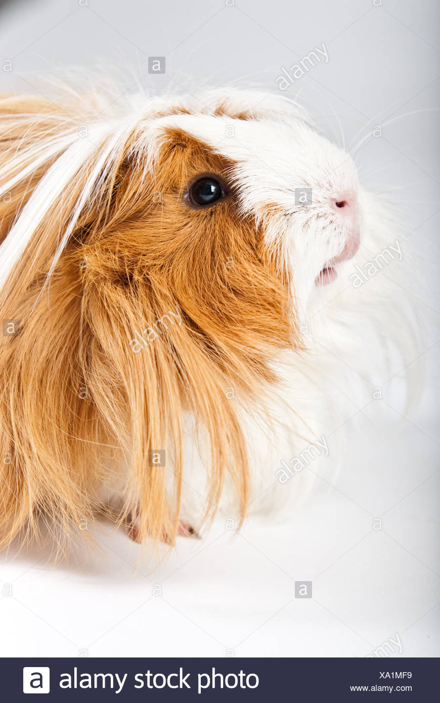 Angora Guinea Pig Stock Photos & Angora Guinea Pig Stock Images - Alamy