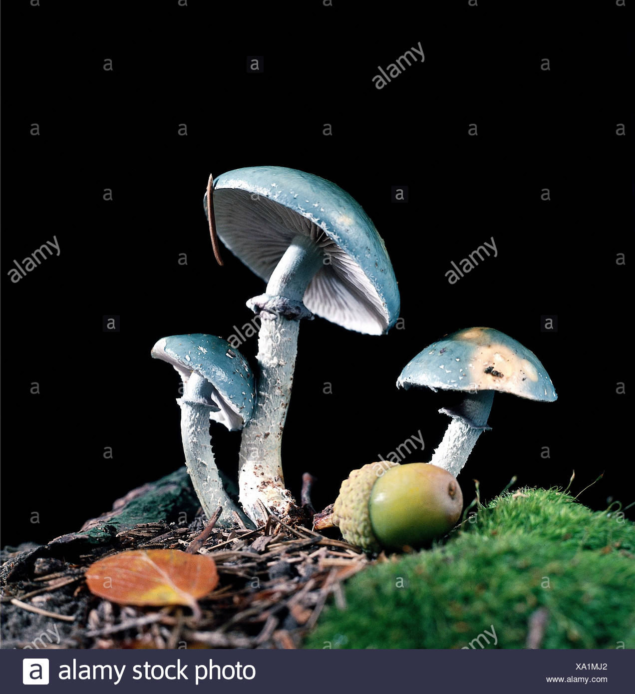Verdigris Agaric Fungi High Resolution Stock Photography and Images - Alamy